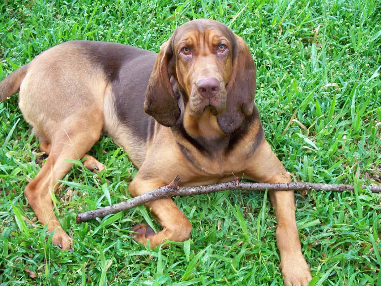9 The Best Giant Dog Breeds That Make Great Pets