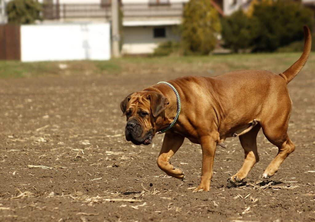 9 The Best Giant Dog Breeds That Make Great Pets