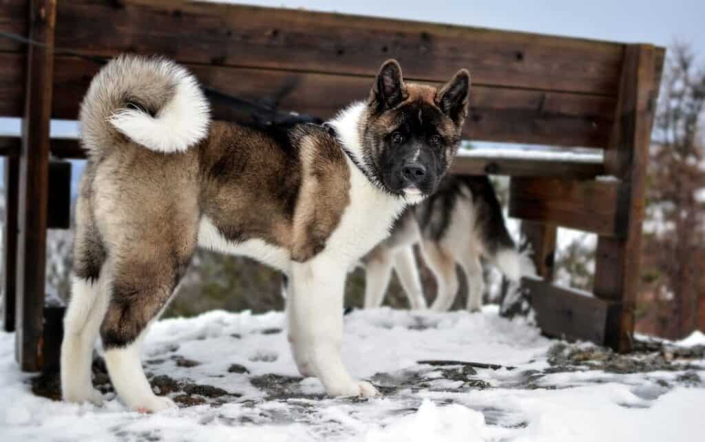 Akita dog breed information
