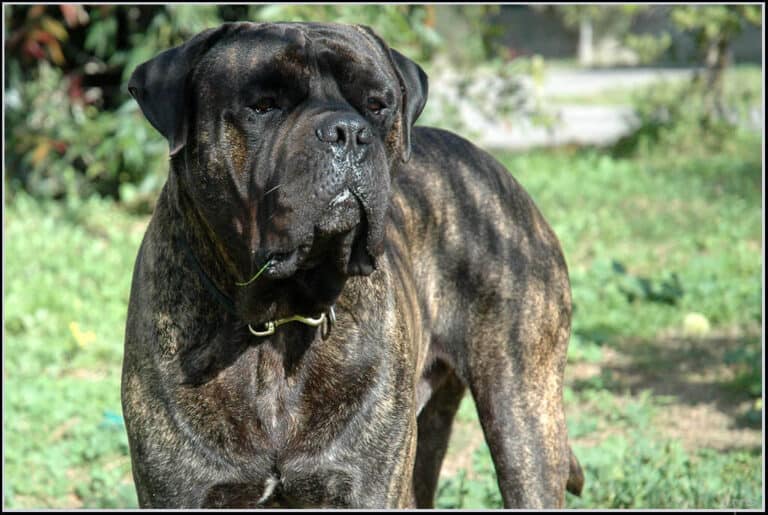 Bullmastiff Dog Breed Information Characteristics And Facts