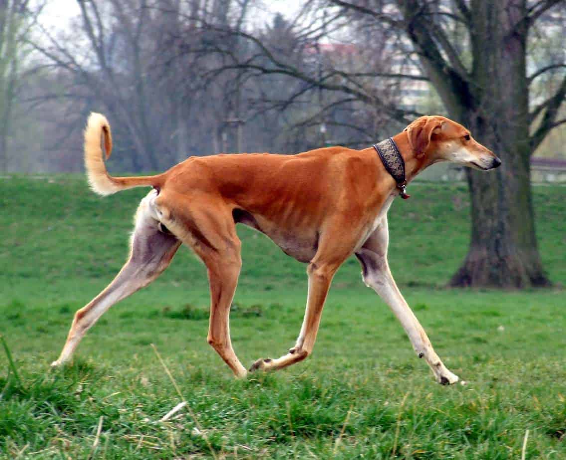 Dog Breeds That Start With S List Dog Breeds That Start With S List