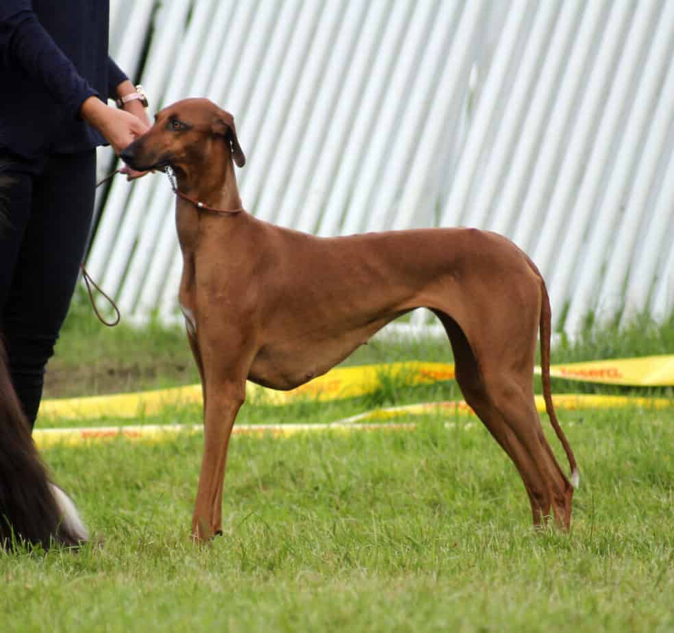 10 African Dog Breeds