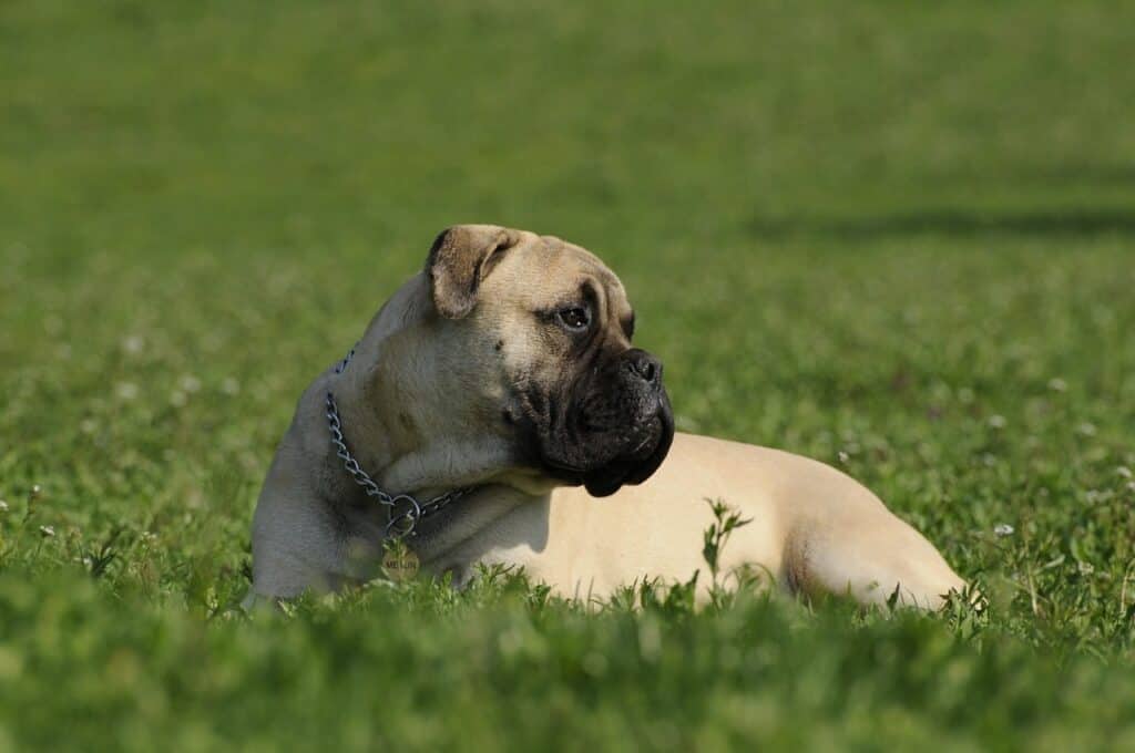 Bullmastiff Dog Breed Information Characteristics And Facts