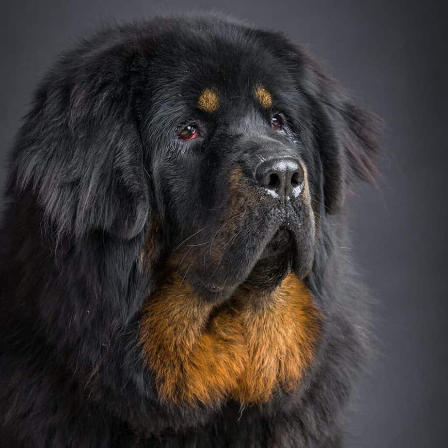 Tibetan Mastiff Dog Breed Information, Facts, Characteristics, Pictures