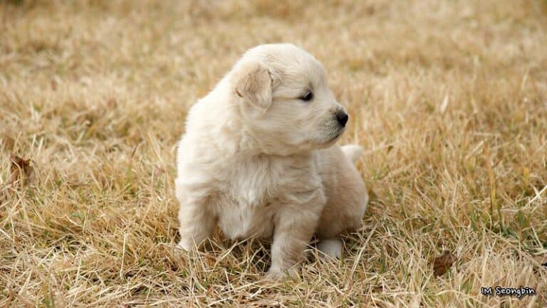 7 Most Amazing Korean Dog Breeds That You Would Love To Have