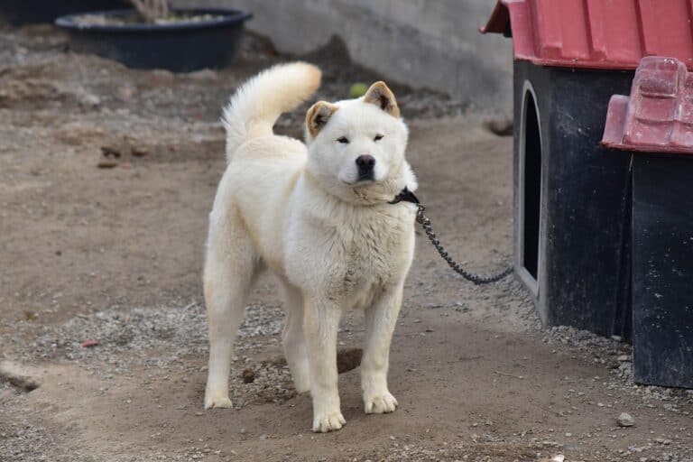 7 Most Amazing Korean Dog Breeds That You Would Love To Have
